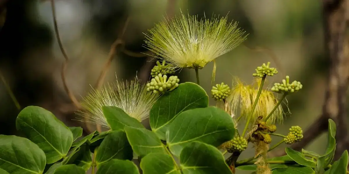 வெற்றி தரும் வாகையின் மருத்துவ குணங்கள் தெரிஞ்சா அசந்து போவீங்க..!